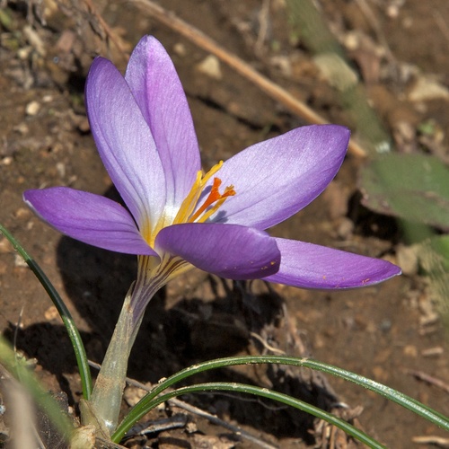 Silvery Crocus (Crocus biflorus) · iNaturalist