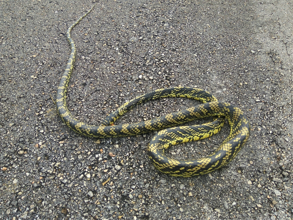 Chicken Snake from Unnamed Road, Quintana Roo, México on September 26 ...