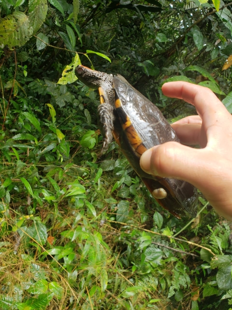 Twist-neck Turtle in December 2020 by Emilia Almeida · iNaturalist