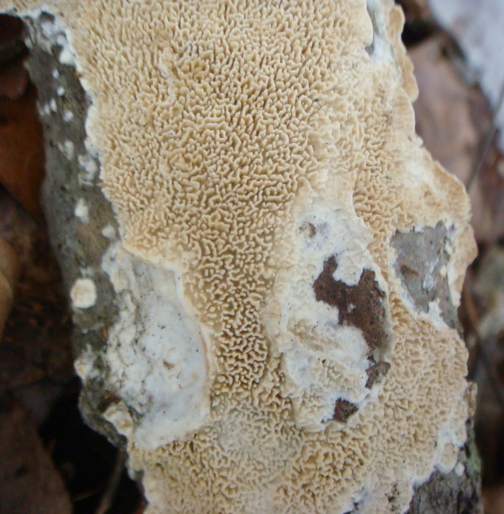 Xylodon raduloides from Butler, Butler County, Pennsylvania, USA on ...