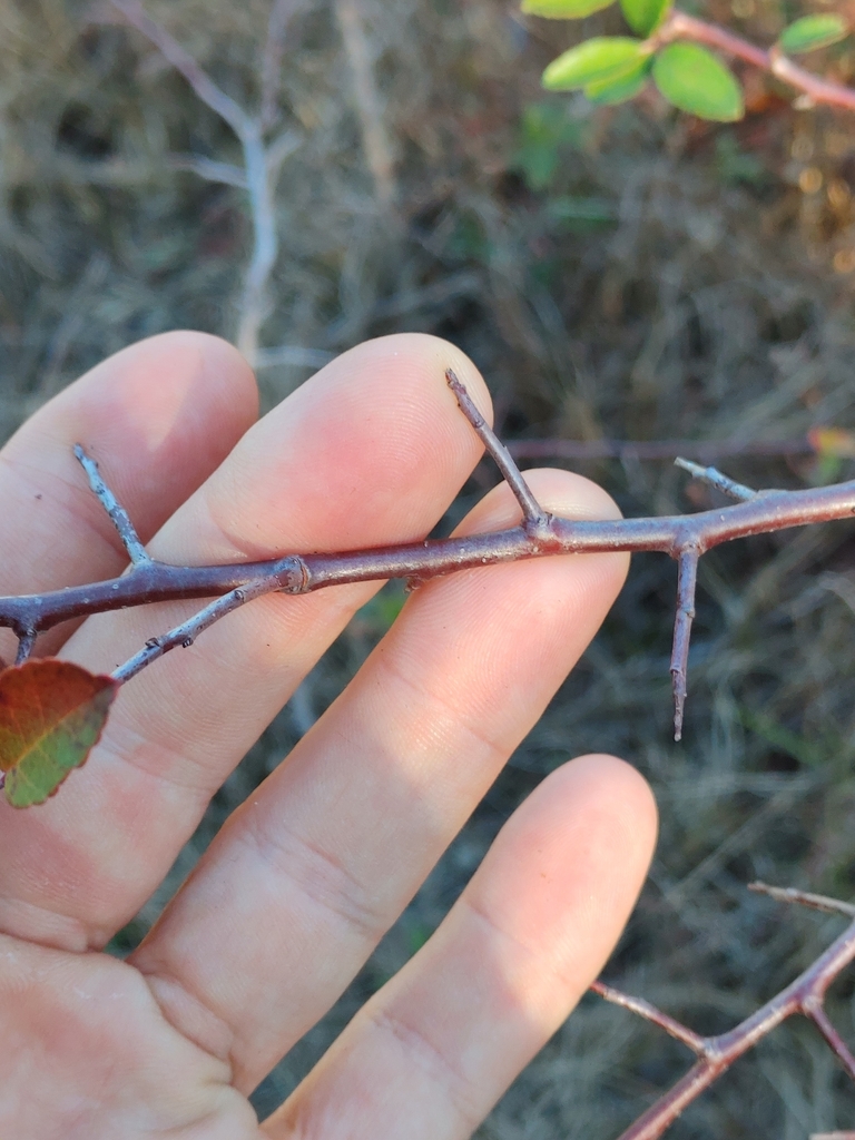 southern crabapple (Malus angustifolia) - Botanical Realm