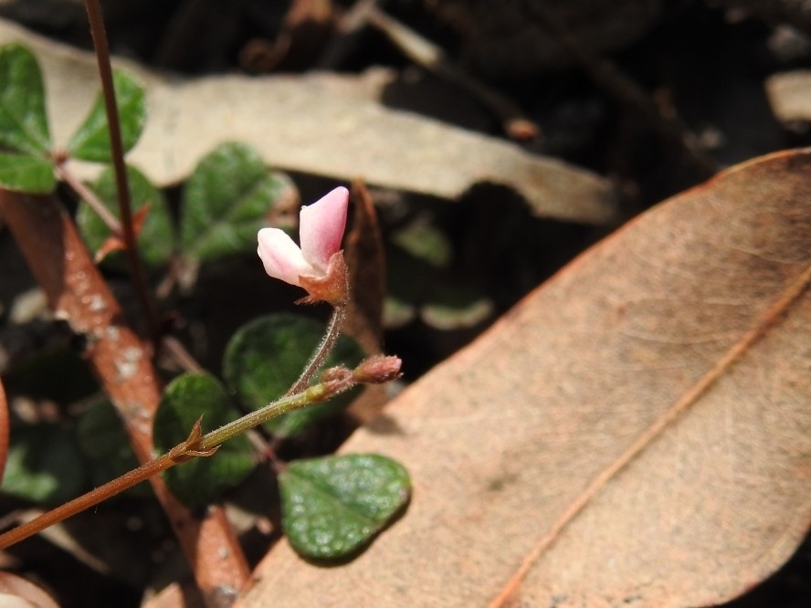 Pullenia gunnii from Bocoble on December 31, 2020 at 03:22 PM by heidi ...