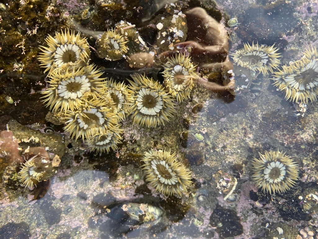 Aggregating Anemone from Los Angeles, California, United States on ...