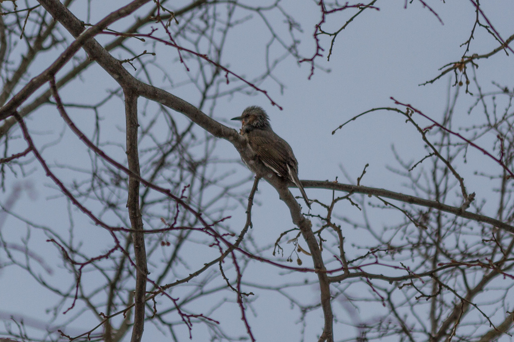 Brown-eared Bulbul from 日本、北海道札幌市豊平区 on December 31, 2020 at 10:21 AM ...