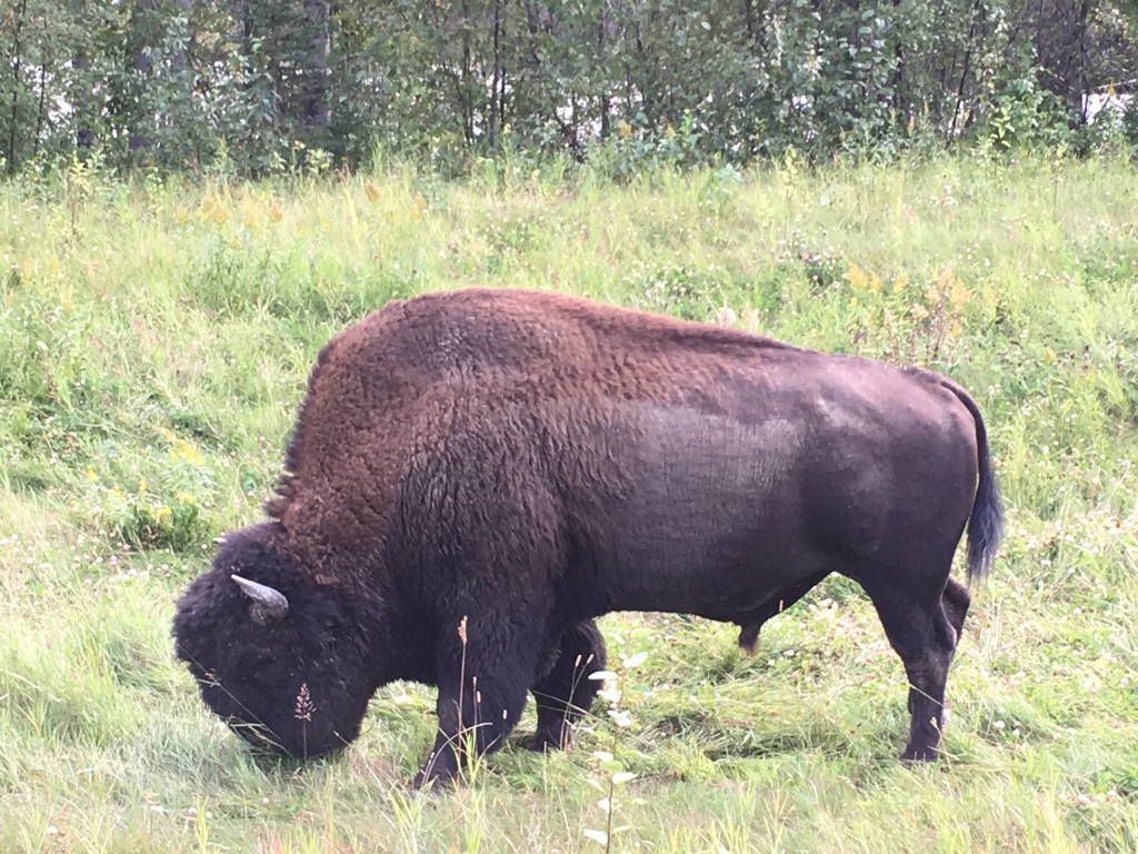 Wood Bison from Watson Lake, YT, CA on August 26, 2019 at 04:18 PM by ...