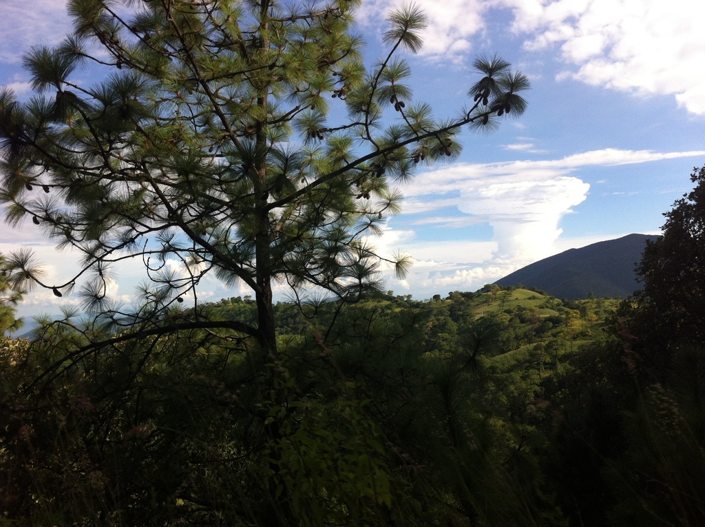 pino chamaite desde Taxco de Alarcón, Gro., México el 13 de septiembre ...