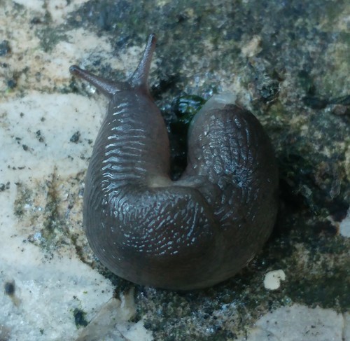 Deroceras berytense · iNaturalist