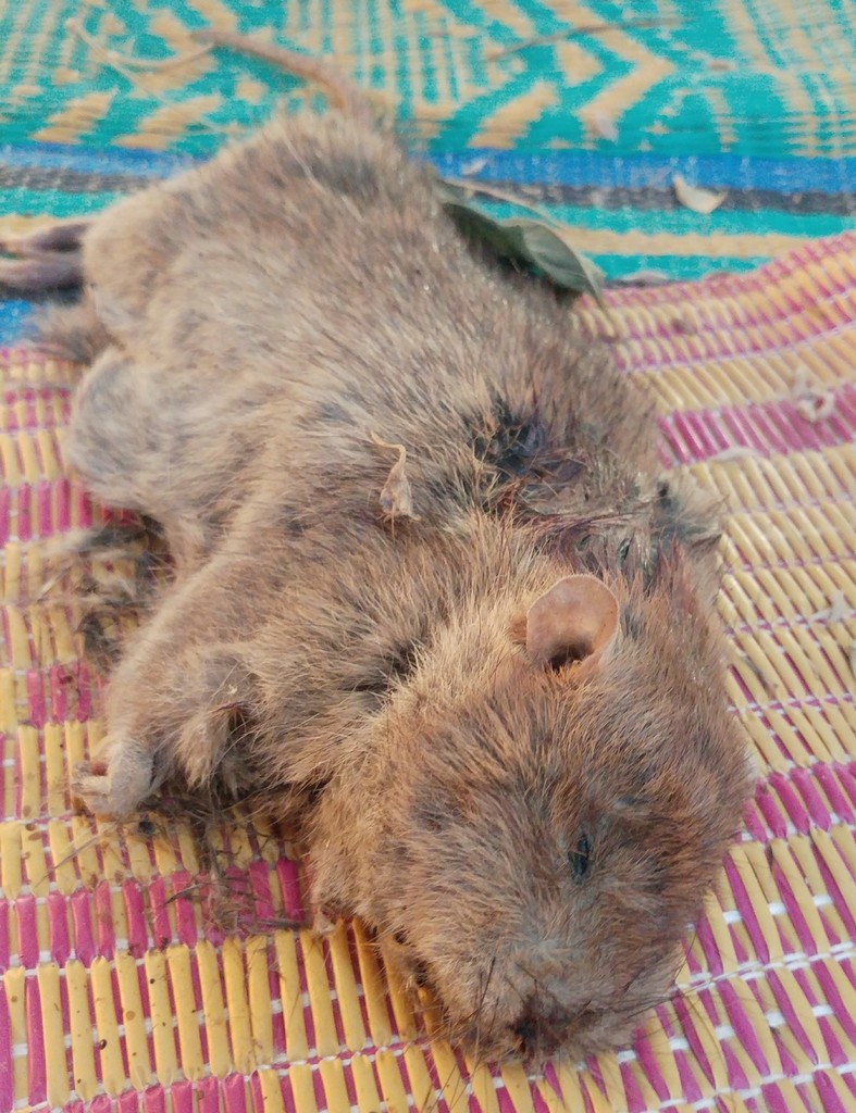 Short-tailed Bandicoot-rat (Nesokia indica) - Know Your Mammals