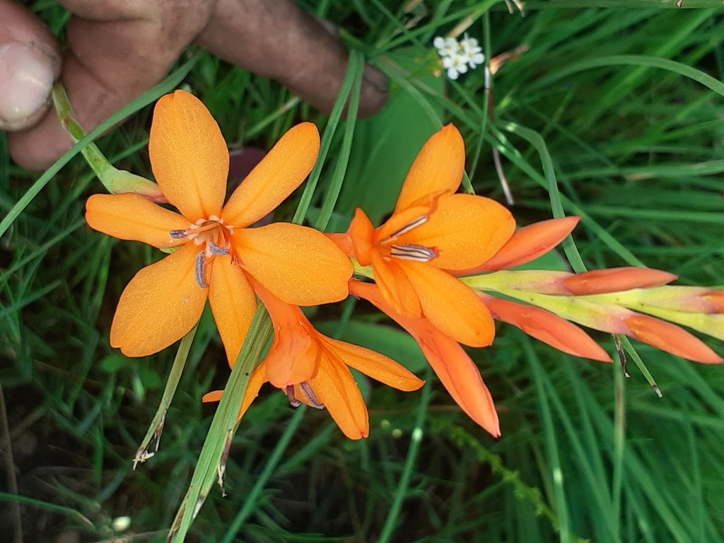 Watsonia minima from Theewaterskloof Local Municipality, South Africa ...