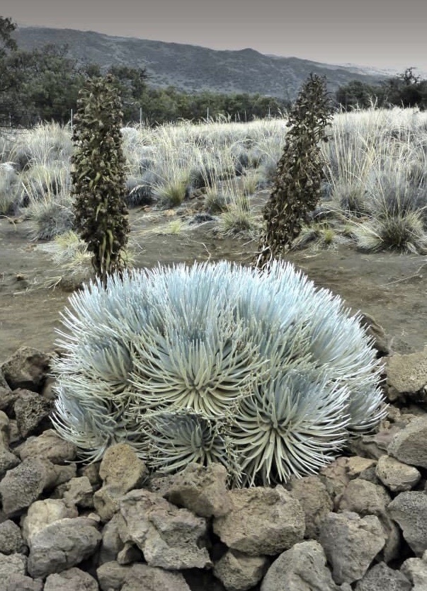 'Āhinahina in October 2013 by iceni. Mauna Kea Access Road. Adult ...