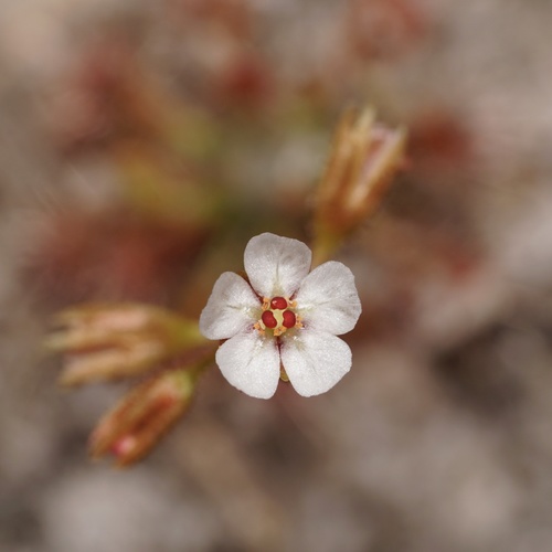 Drosera nitidula · iNaturalist Ecuador