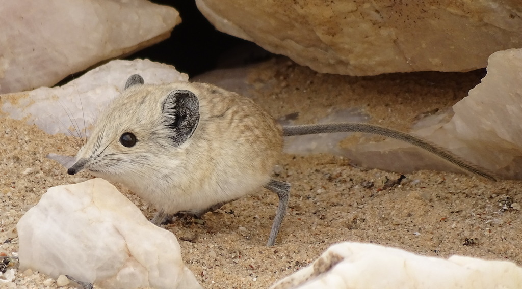 Namib Round-eared Sengi from Cape Cross area, Erongo Region, Namibia on ...