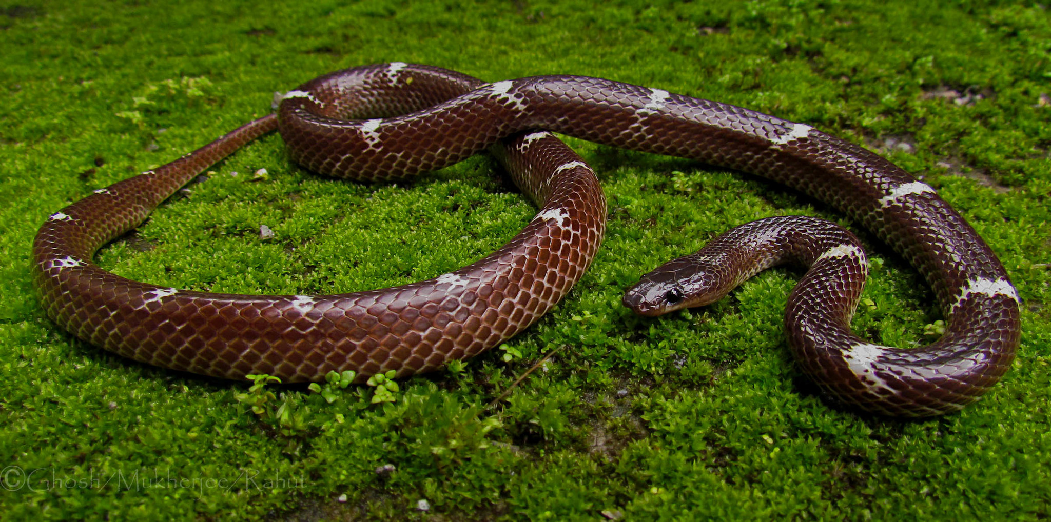 Lycodon zawi Slowinski, Pawar, Win, Thin, Gyi, Oo & Tun, 2001