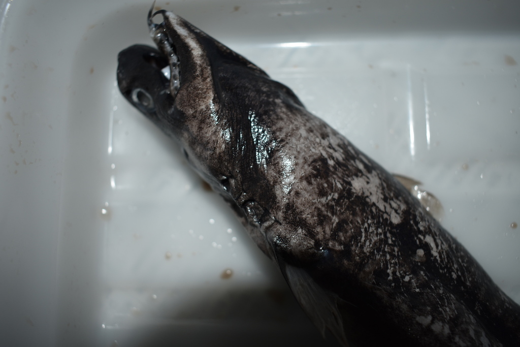 Viper Dogfish (Trigonognathus kabeyai) - Marine Life Identification