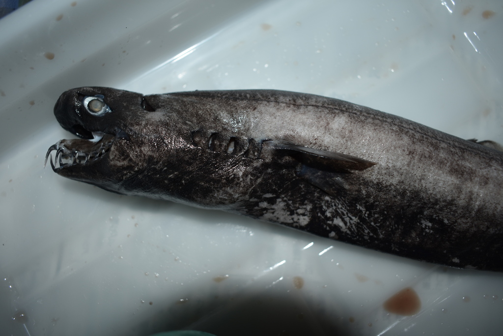 Viper Dogfish (Trigonognathus kabeyai) - Marine Life Identification