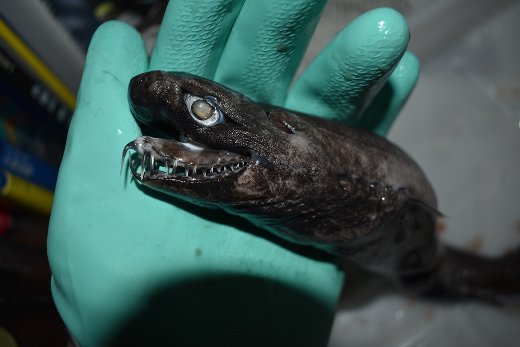 Viper Dogfish (Trigonognathus kabeyai) - Marine Life Identification