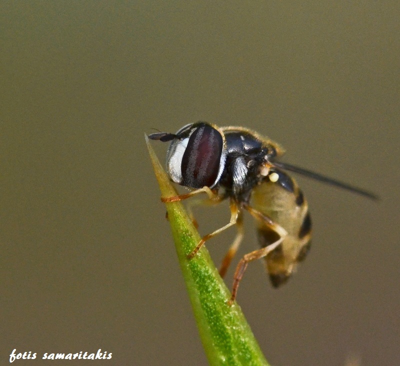 Paragus compeditus Wiedemann, 1830