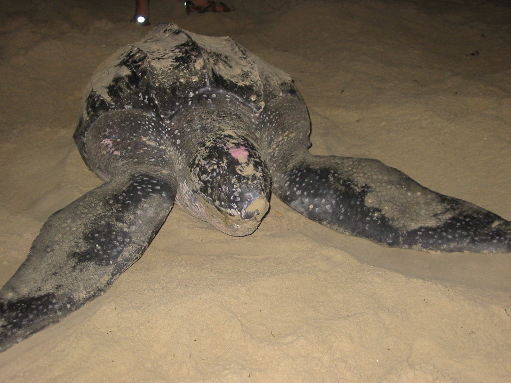Leatherback Sea Turtle in April 2003 by Pedro D. Vernet P.. Leatherback ...