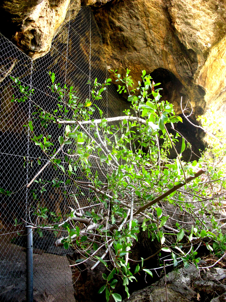 Scrambling Fig from Boomplaas cave, Marseilles Farm, South Africa on ...