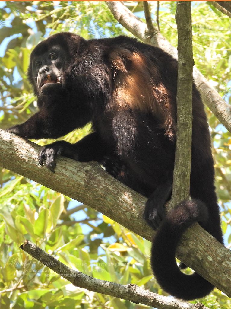 Mantled Howler Monkey from Danlí, Honduras on September 30, 2020 at 01: ...