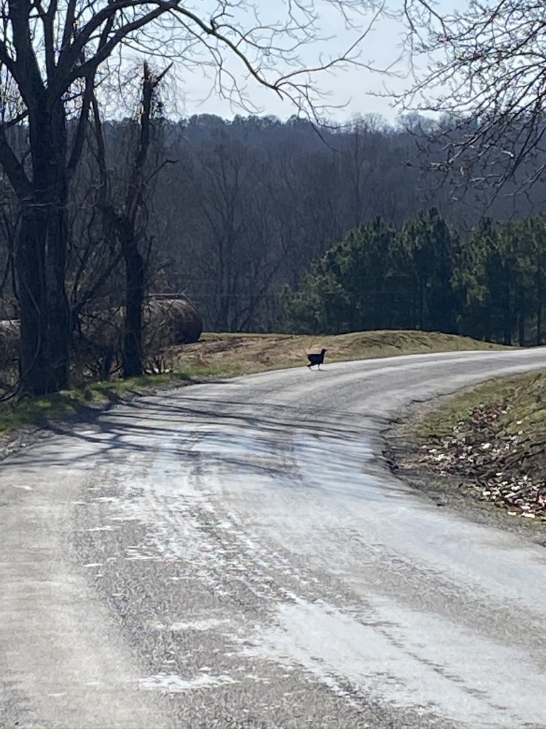 American Crow from Bedford County, VA, USA on February 17, 2020 at 01: ...