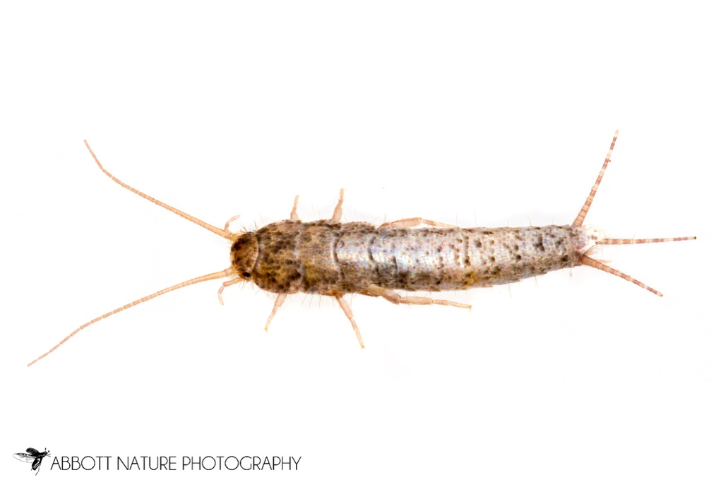 Typical Silverfishes from Jasper, Texas, United States on July 20, 2015 ...