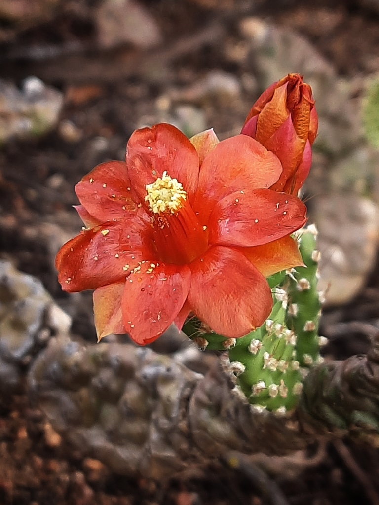 Quipá-miúdo (Flora da Pedra do Caboclo) · iNaturalist
