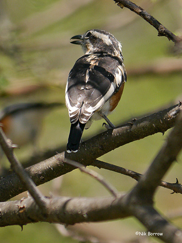 Subspecies Nilaus afer minor · iNaturalist
