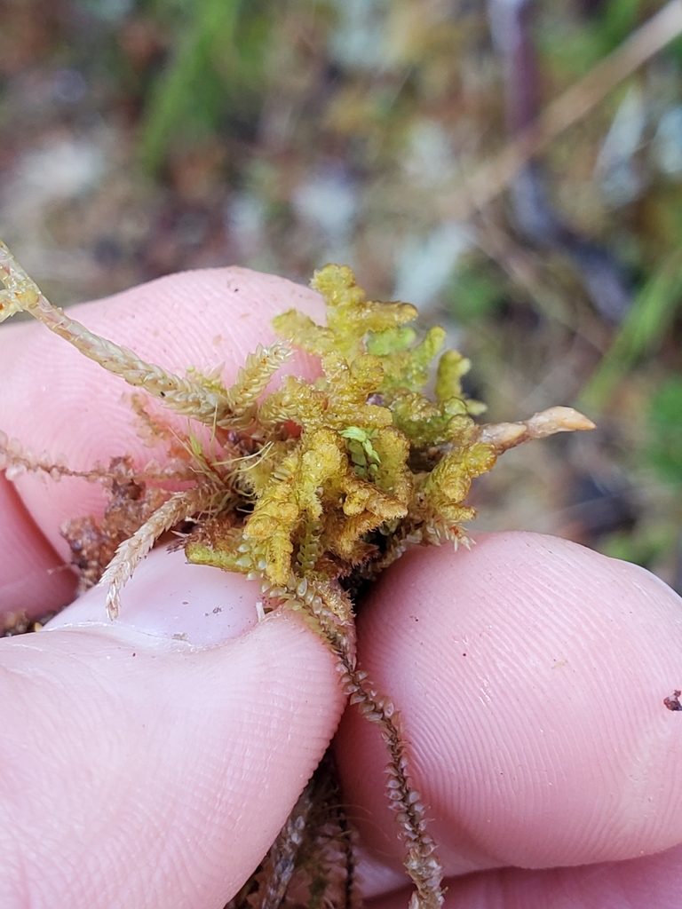 Ptilidium from Sitka County, US-AK, US on December 30, 2020 at 01:15 PM ...