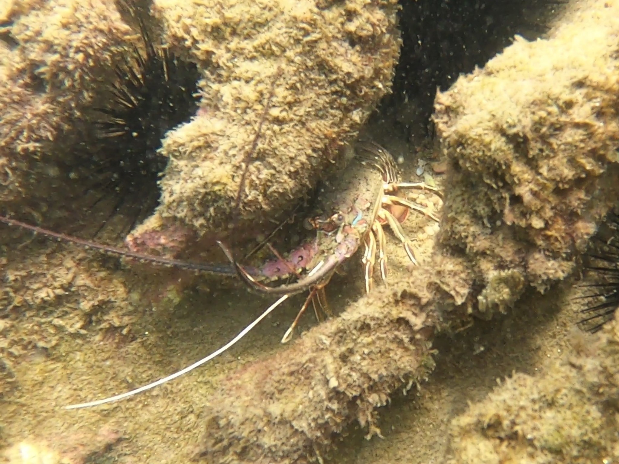 Panulirus regius De Brito Capello, 1864