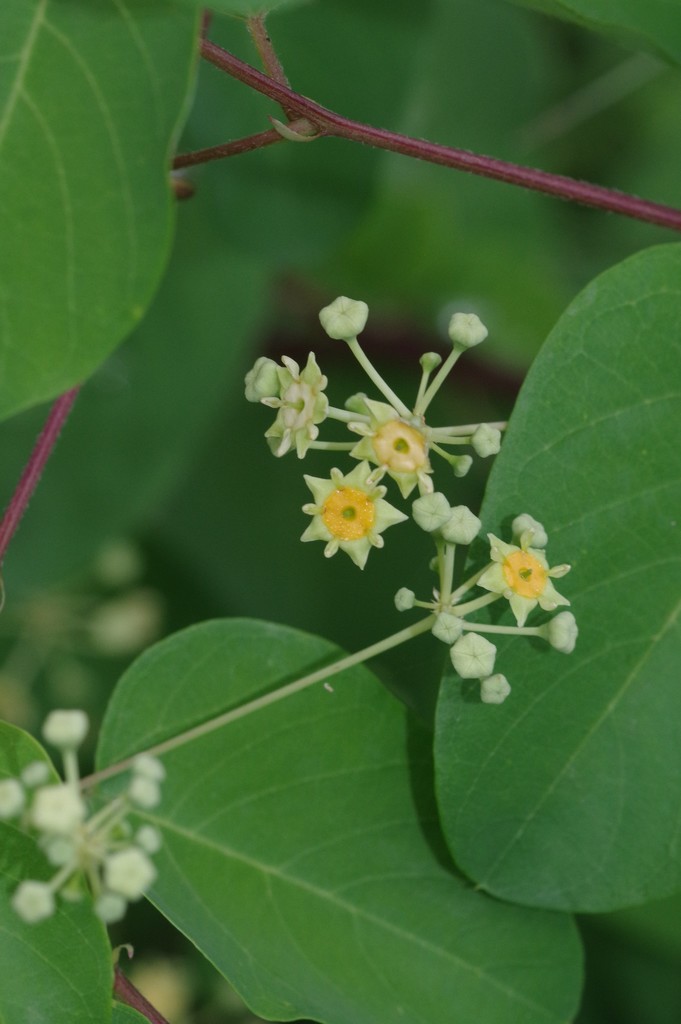 Soap Bush (Helinus integrifolius) - Botanical Realm