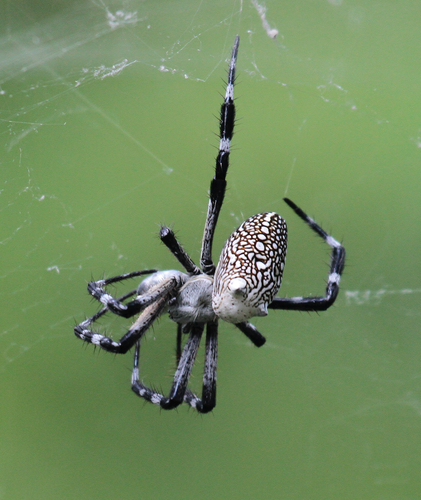 Subspecies Cyrtophora moluccensis margaritacea · iNaturalist