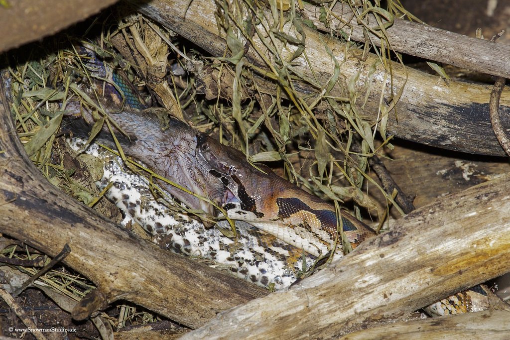 Madagascar Ground Boa from Ankarafantsika, Boeny, Mahajanga, Madagascar ...