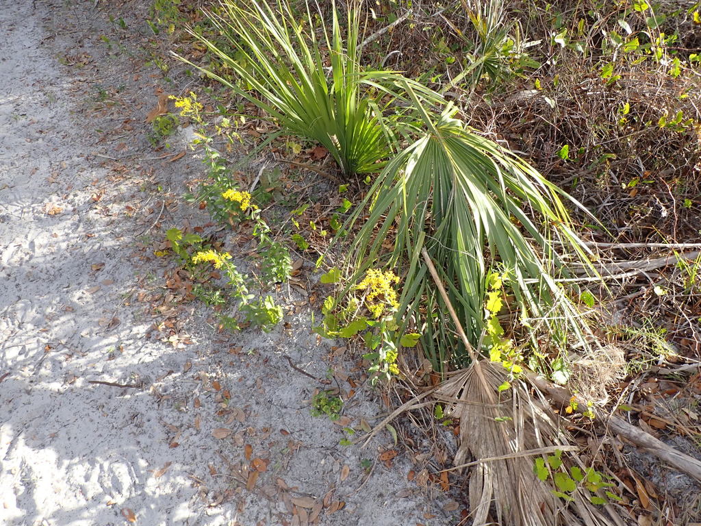 Chapman's Goldenrod from Sarasota, Florida, United States on December ...