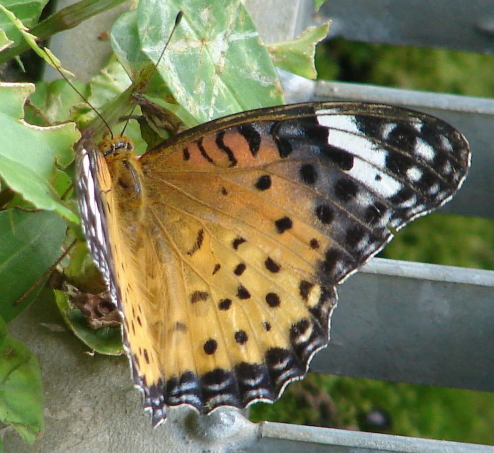 Chinese Tropical Fritillary from Tokyo, Japan on July 14, 2010 at 02:07 ...