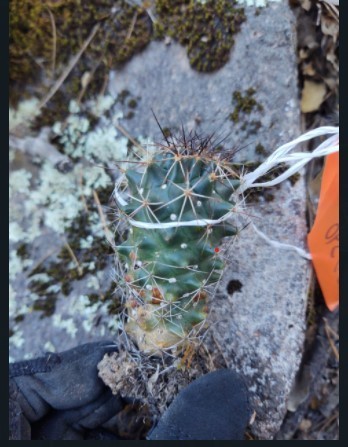 Coryphantha octacantha from La Salitrera, S.L.P., México on December 31 ...