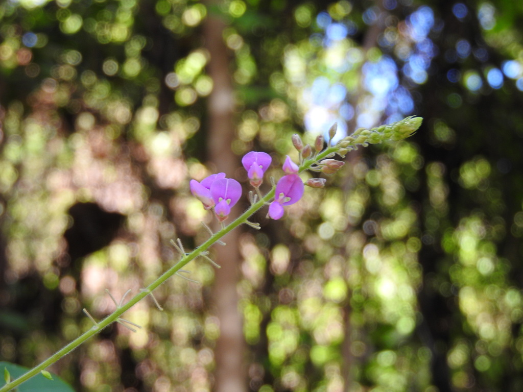 Desmodium distortum in October 2020 by Janet Guardiola · iNaturalist