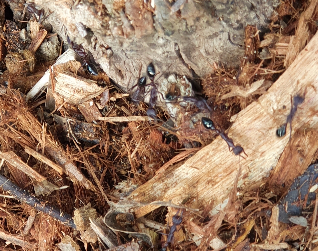 Inchman Ant from Upwey VIC 3158, Australia on December 9, 2020 at 05:54 ...