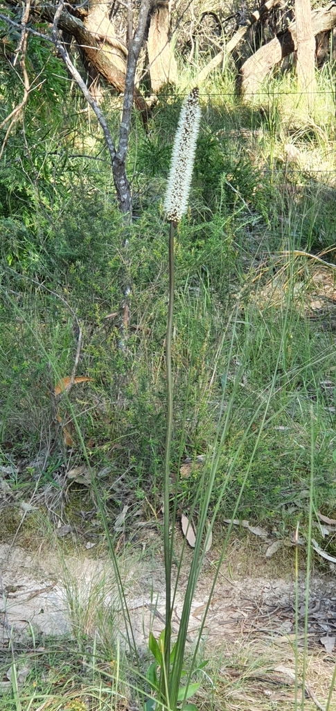 small grass-tree from Belgrave South VIC 3160, Australia on November 2 ...