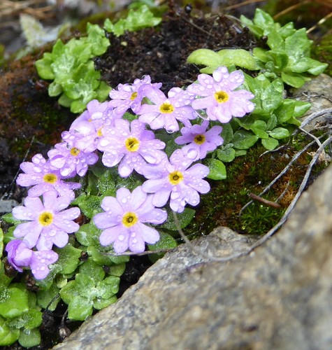 Primula concinna · iNaturalist