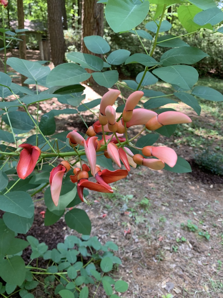 Cockspur coral tree from Hand Dr, Flowood, MS, US on June 04, 2020 at ...