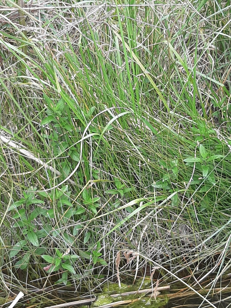 Sharp Spike Sedge from Kirwee, New Zealand on January 01, 2021 at 05:16 ...