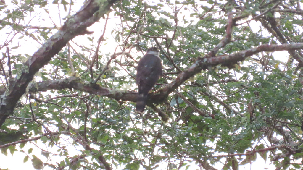 White-breasted Hawk from San Antonio de Oriente, Honduras on December ...