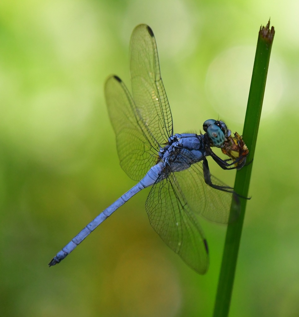 Slender Blue Skimmer (ODONATES OF OLD MYSORE) · iNaturalist