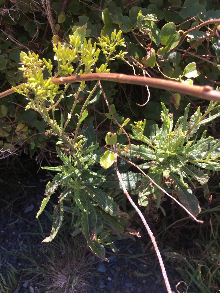 Cutleaf burnweed from Clutha, Ahuriri Flat, Otago, NZ on December 29 ...