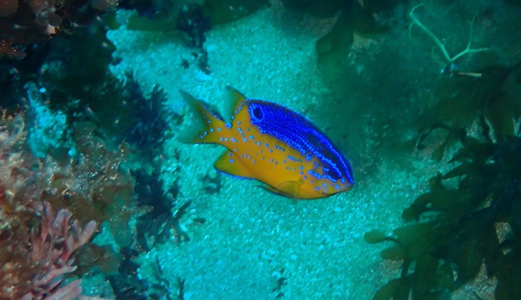 McCulloch’s Scalyfin (Parma mccullochi) - Marine Life Identification