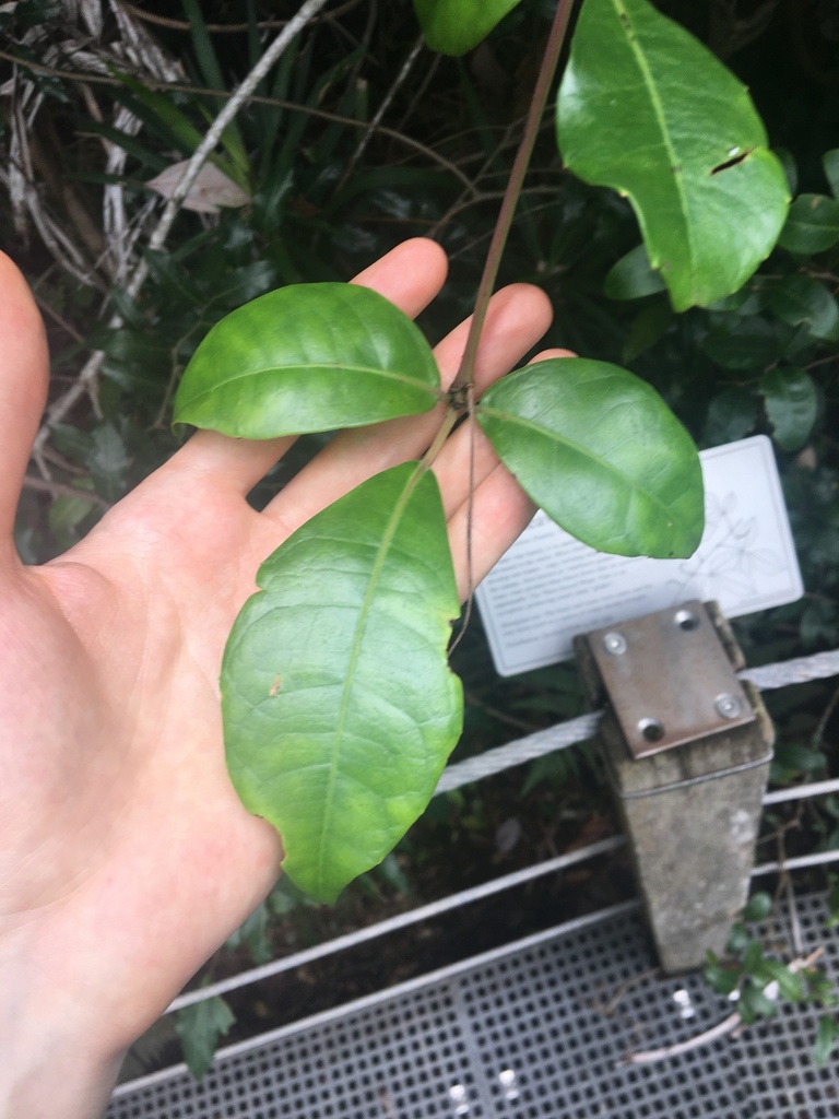 Native Grape from Sea Acres, Port Macquarie-Hastings - Pt A, New South ...