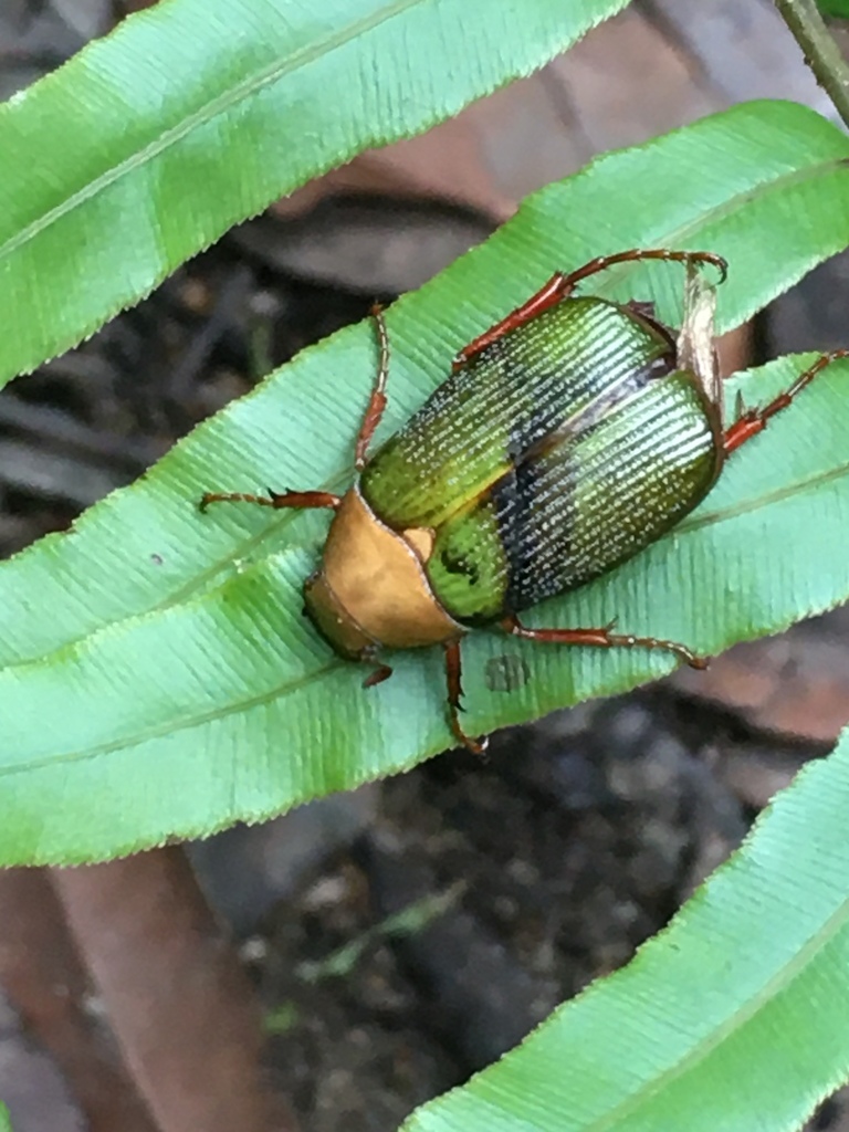 Scarabs from Blue Mountains National Park, Lawson, NSW, AU on December ...