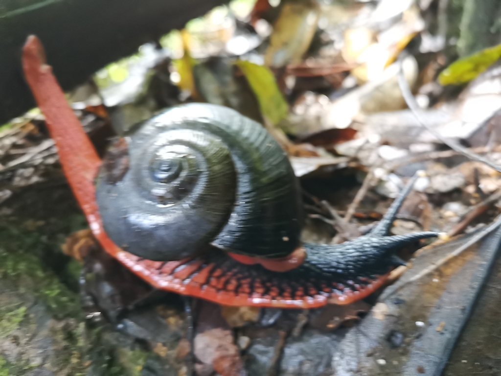 Fire Snail in May 2019 by wck518 · iNaturalist