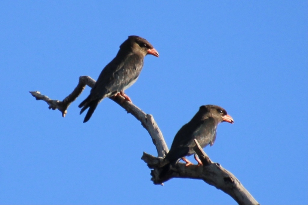 Dollarbird from Leichhardt River, Happy Valley, QLD, AU on January 01 ...